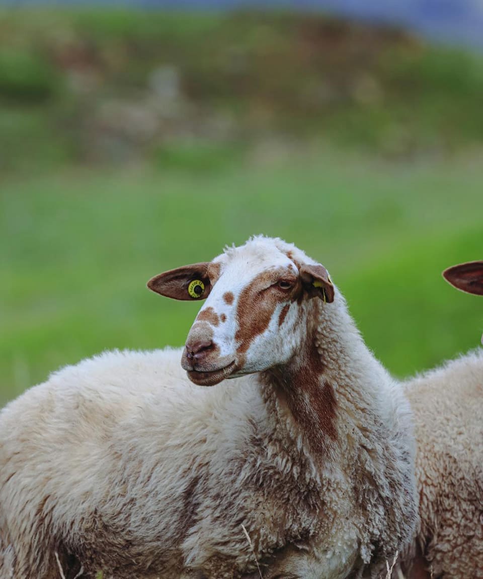 Sustenta| Exportación de Carne de Ovino de Europa y África